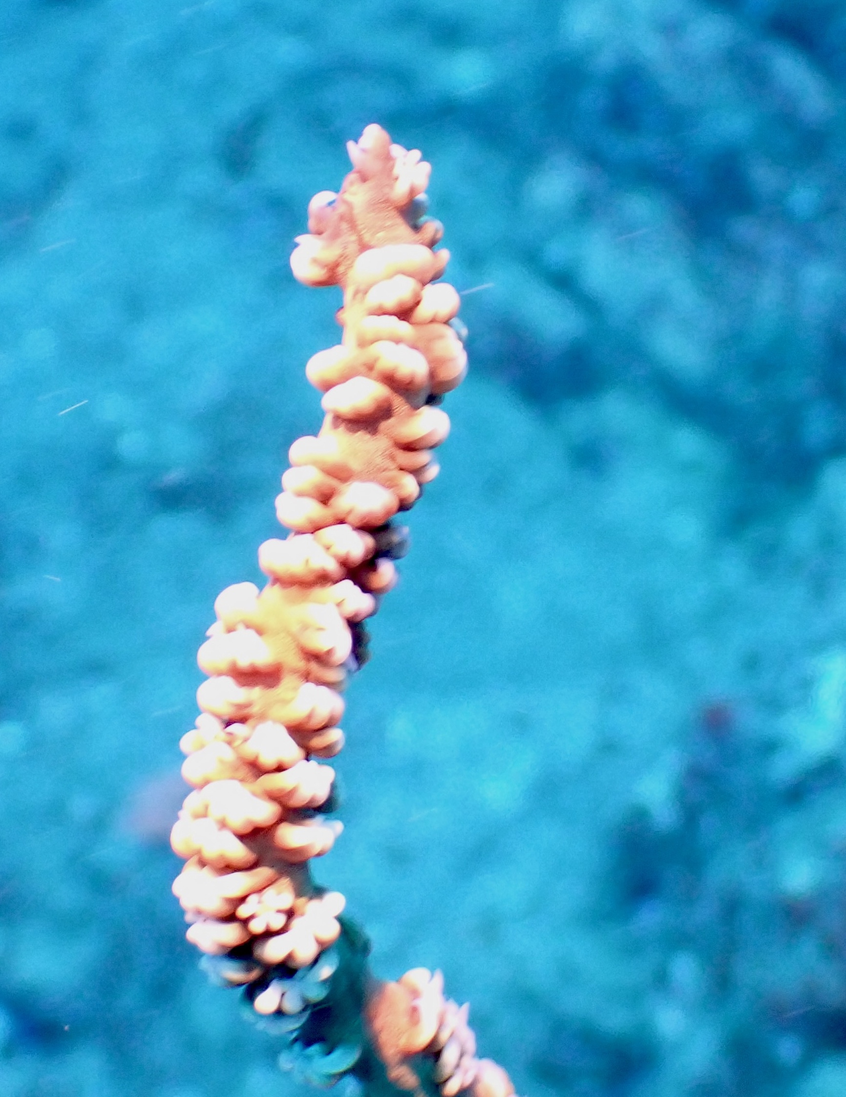 Resilient Reef Research – Preserving coral reefs with electrolysis.